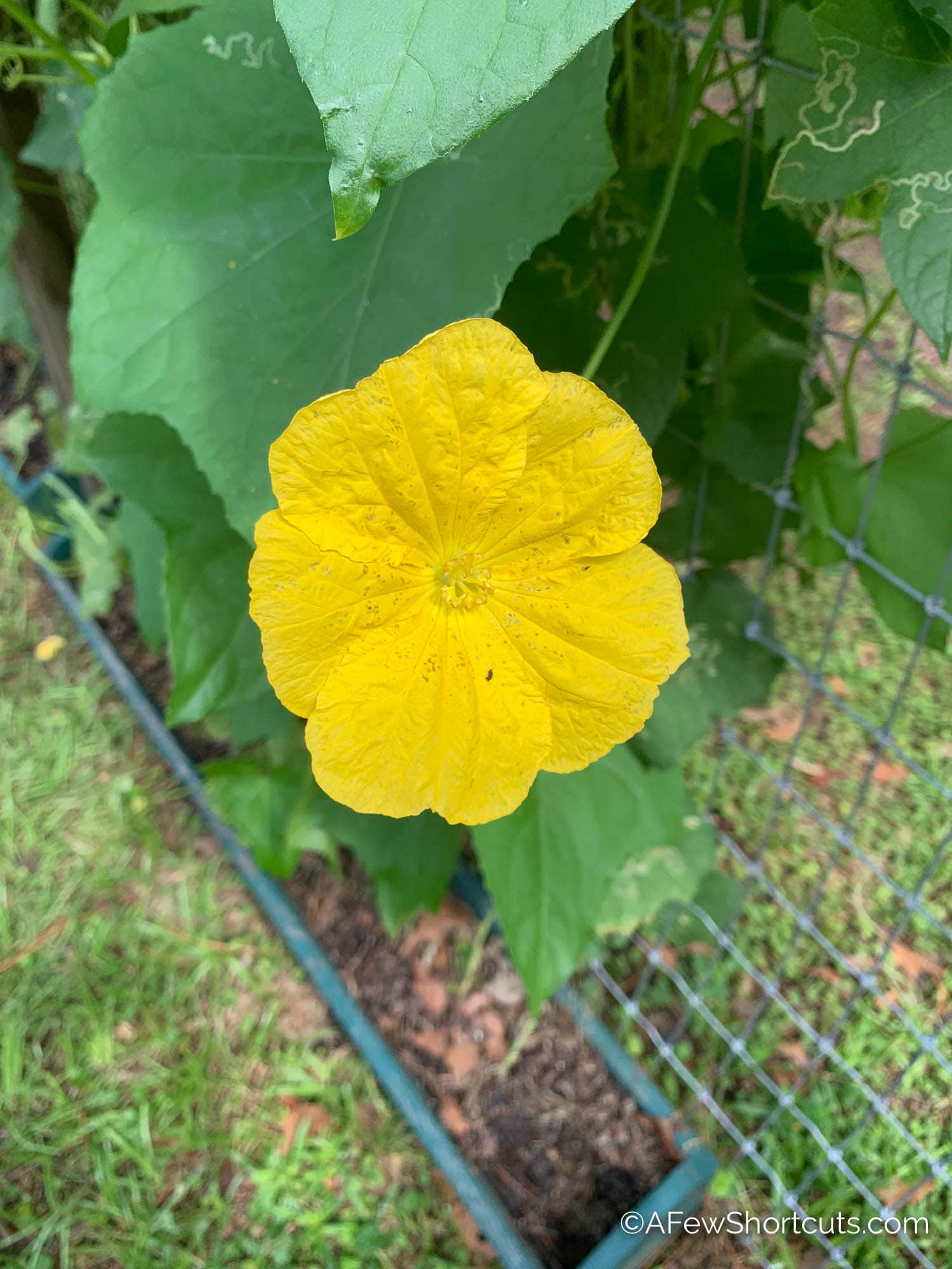 Tips for Growing Loofahs (Luffas) for Sponges - A Few Shortcuts