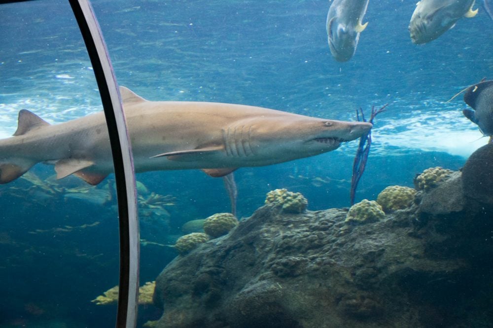 The Florida Aquarium Review - A Must See in Tampa - A Few Shortcuts