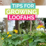 Tips for Growing Loofahs (Luffas) for Sponges - A Few Shortcuts