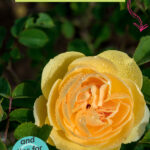 7 Reasons Your Roses are Dying - A Few Shortcuts