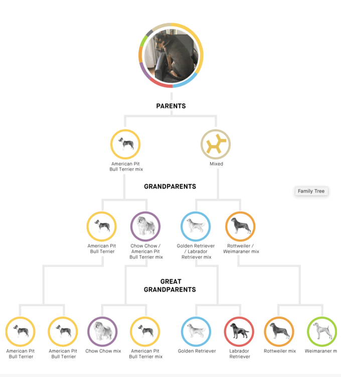 Dog DNA Tests- Are They Worth It? Our Results - A Few Shortcuts