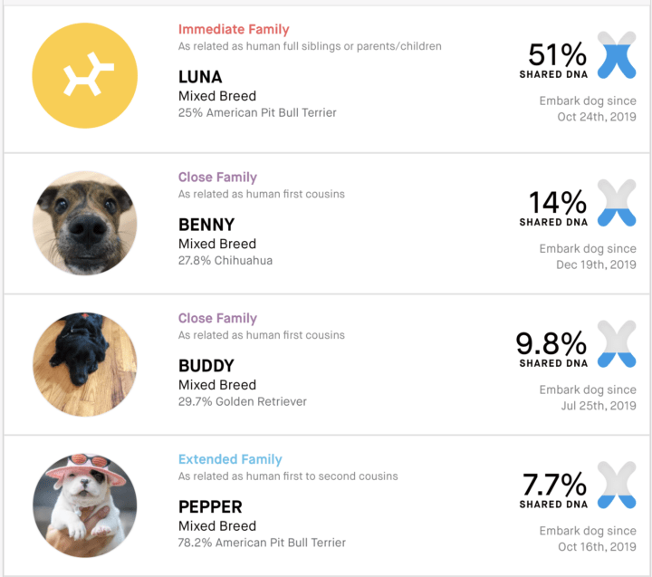 Dog DNA Tests- Are They Worth It? Our Results - A Few Shortcuts